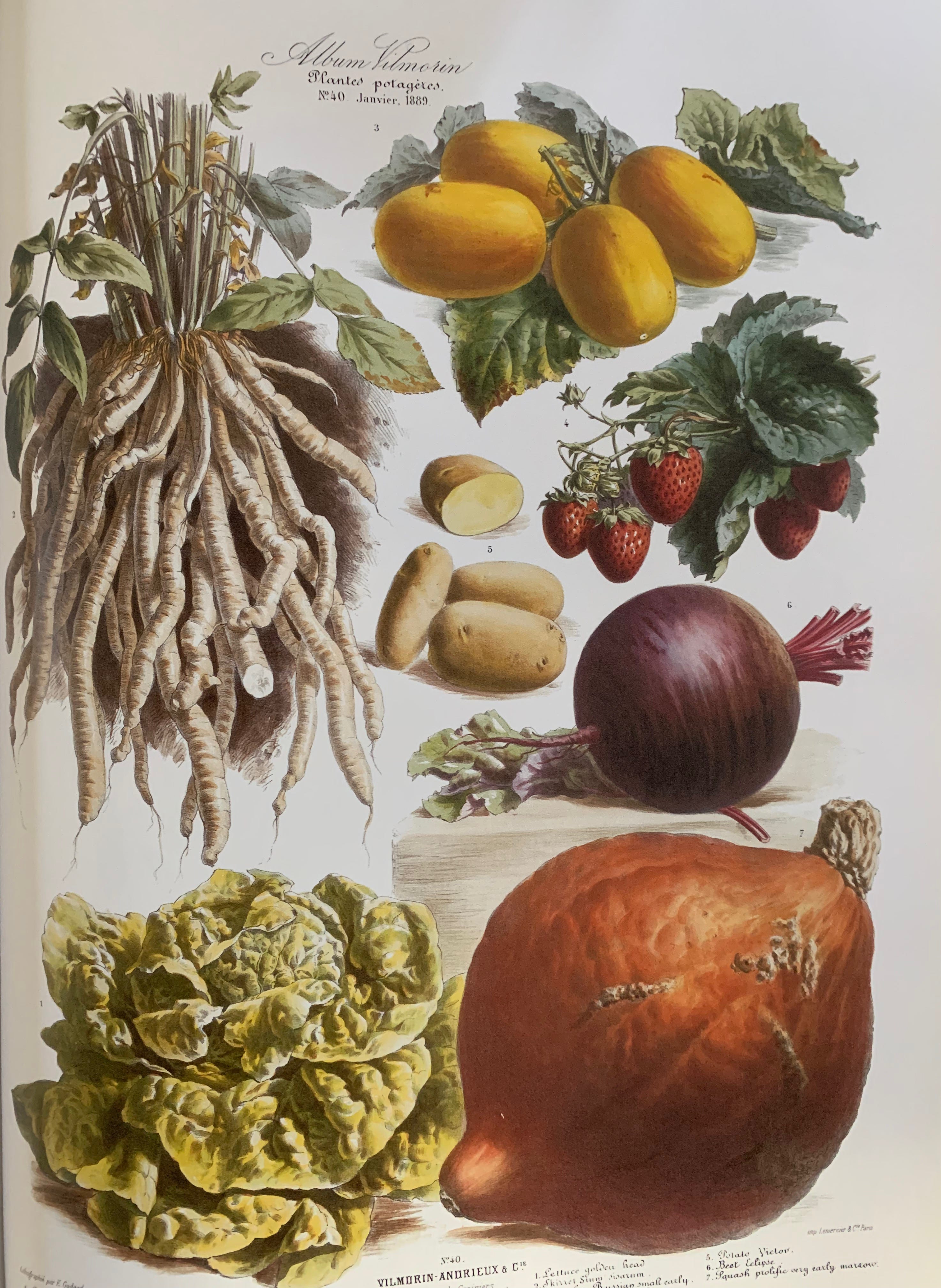 Celebrating the Vegetable Kingdom - by Ellen Ecker Ogden