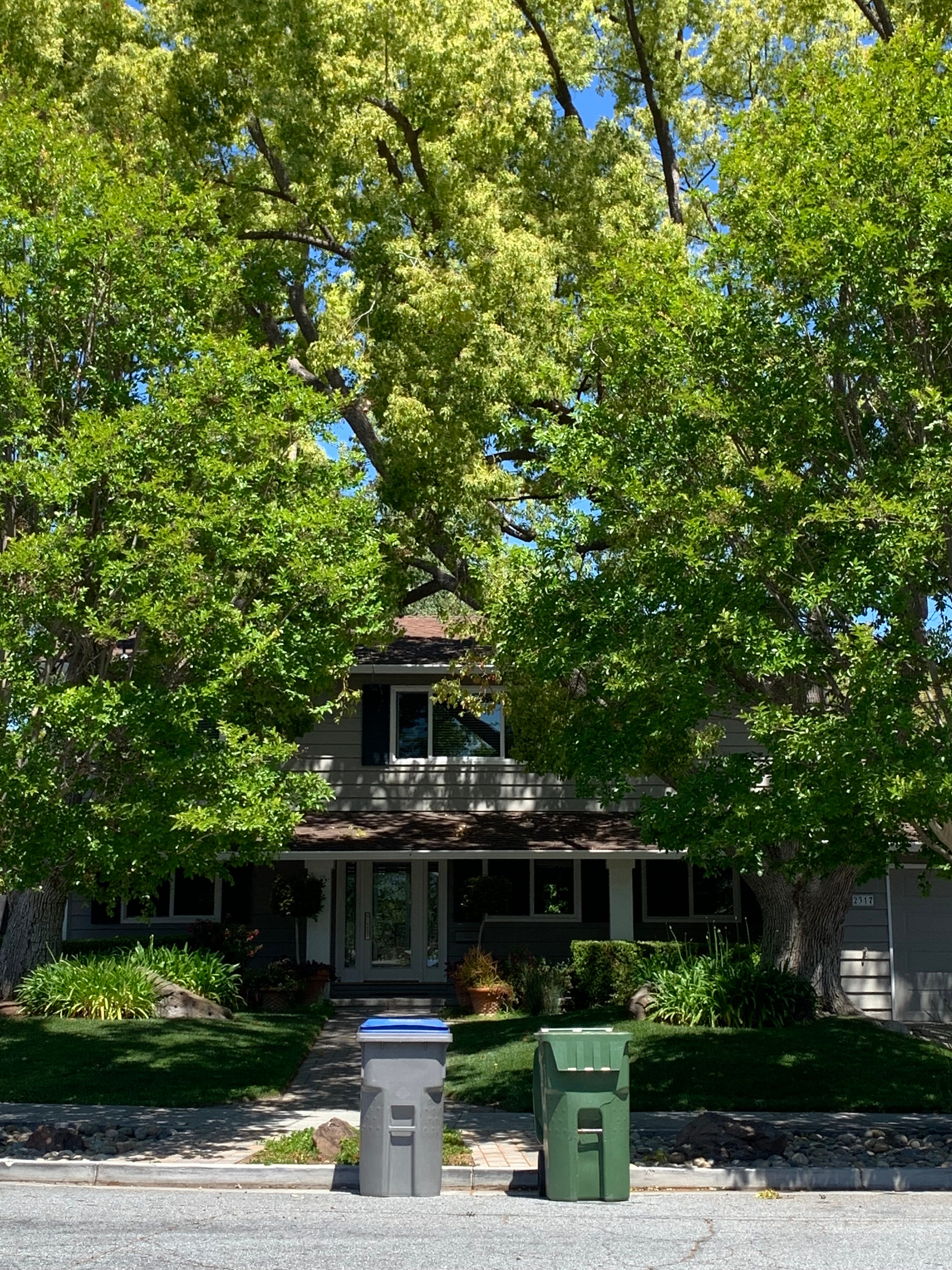 Tomato Plants - by Benny Bones - The In Between