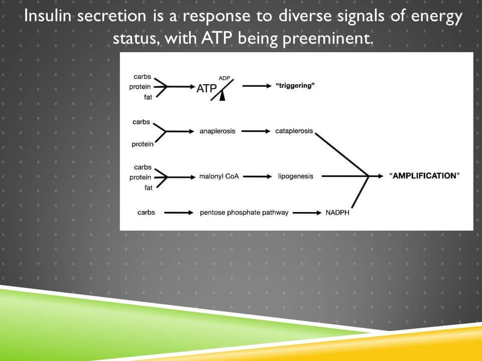 28. Insulin as a Gauge of Short-Term Energy Supply and Energetic ...