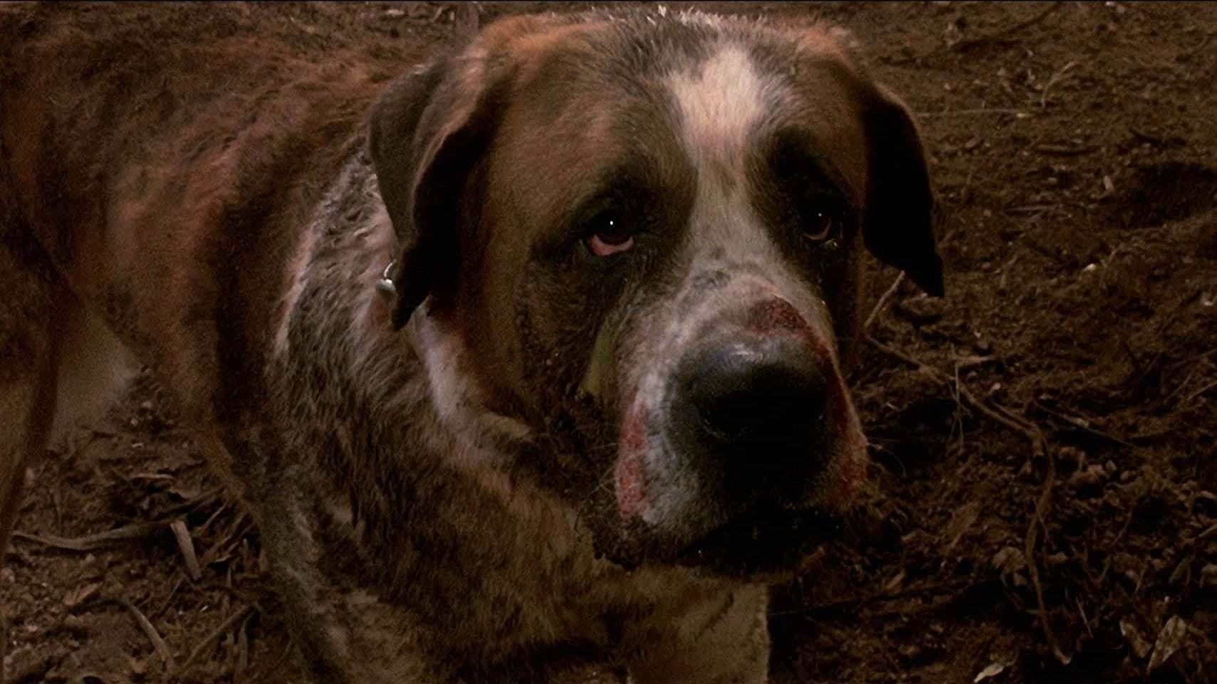 Movie Review: Cujo - by John Murphy - Nerd Central