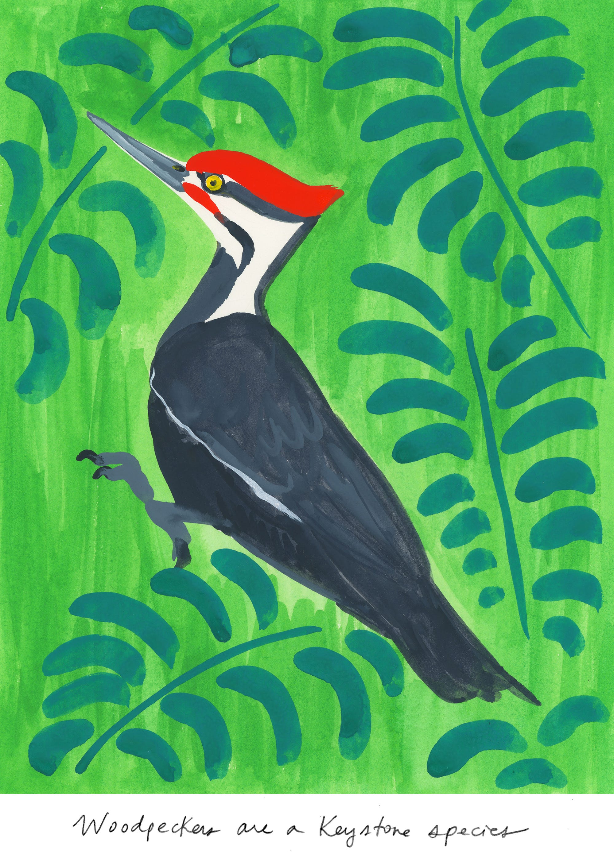 Wild Life / pileated woodpecker - by Amy Jean Porter