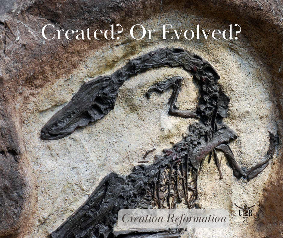 Evolution and Fossils - by Roddy Bullock