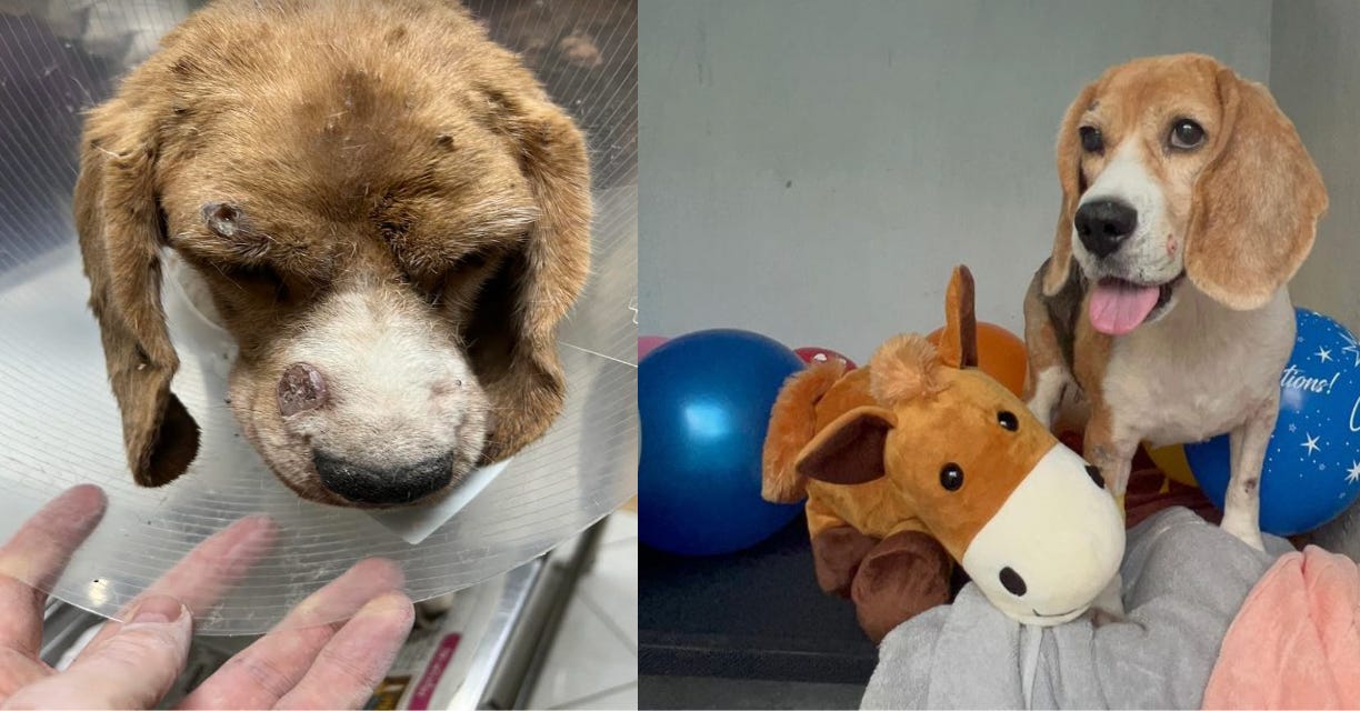 How You Help Me - by Niall Harbison - Happy Doggo