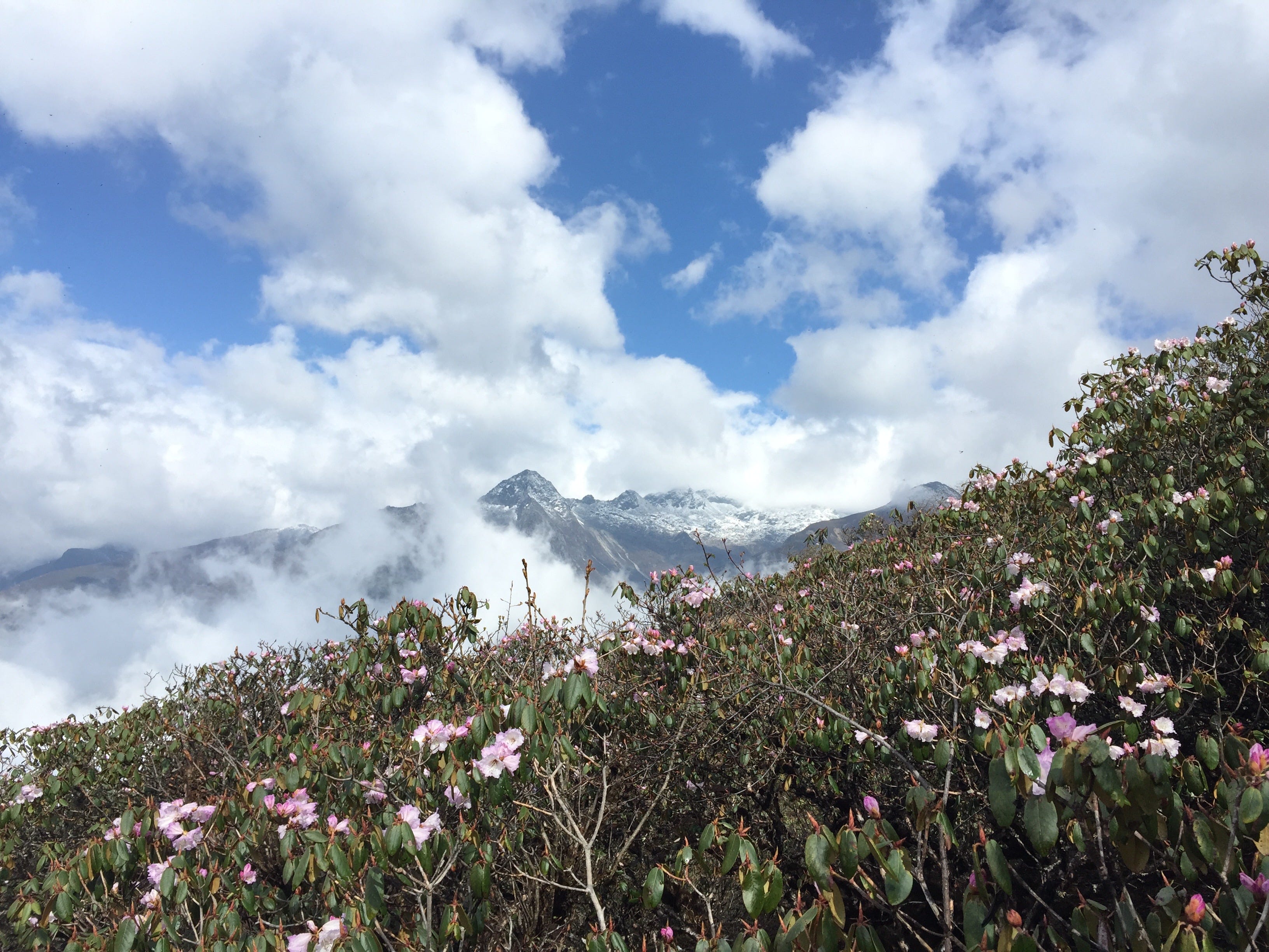 I was a butterfly. - by Sasha Manu - Apsis