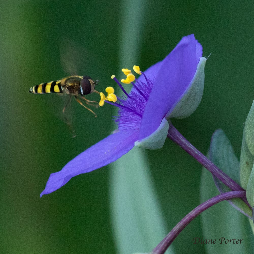 Planning for Spiderwort - by Diane Porter - My Gaia