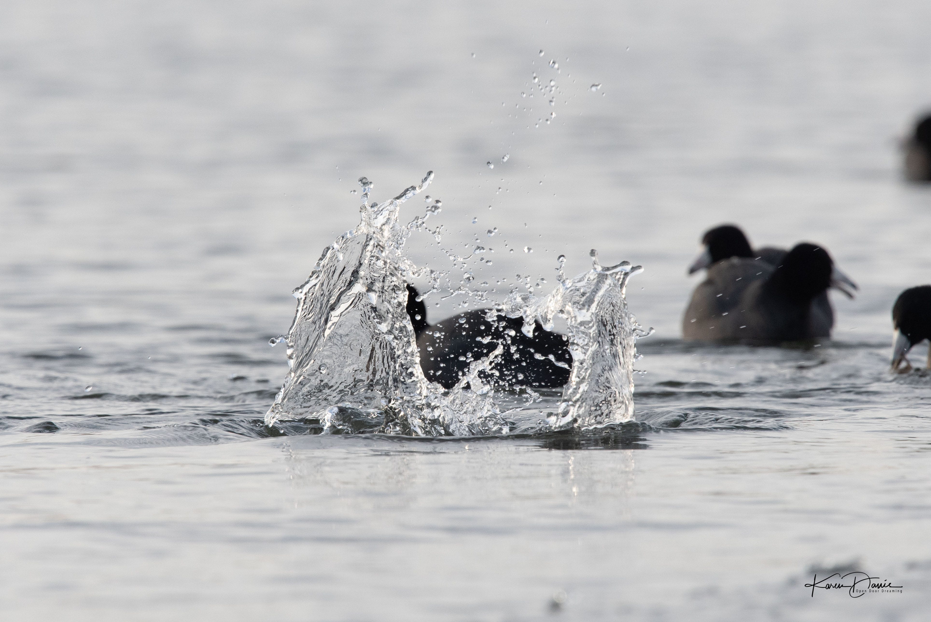 The Cootie Portal - by Karen Davis - Life in the Real World