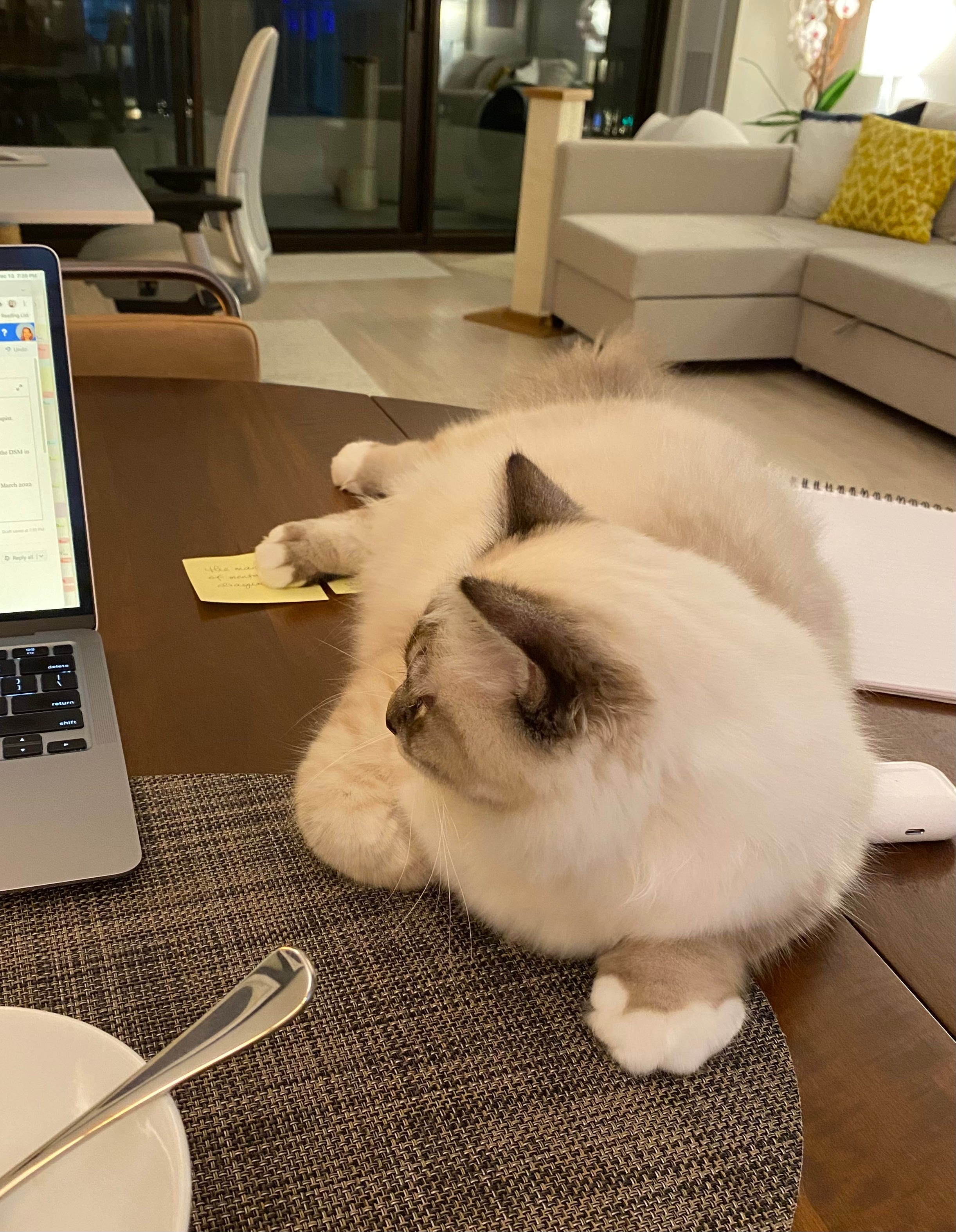 Dispatch: Are Cat Shows Cruel?