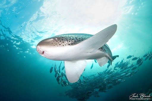 The Best Leopard Shark Dive in the World: Julian Rocks