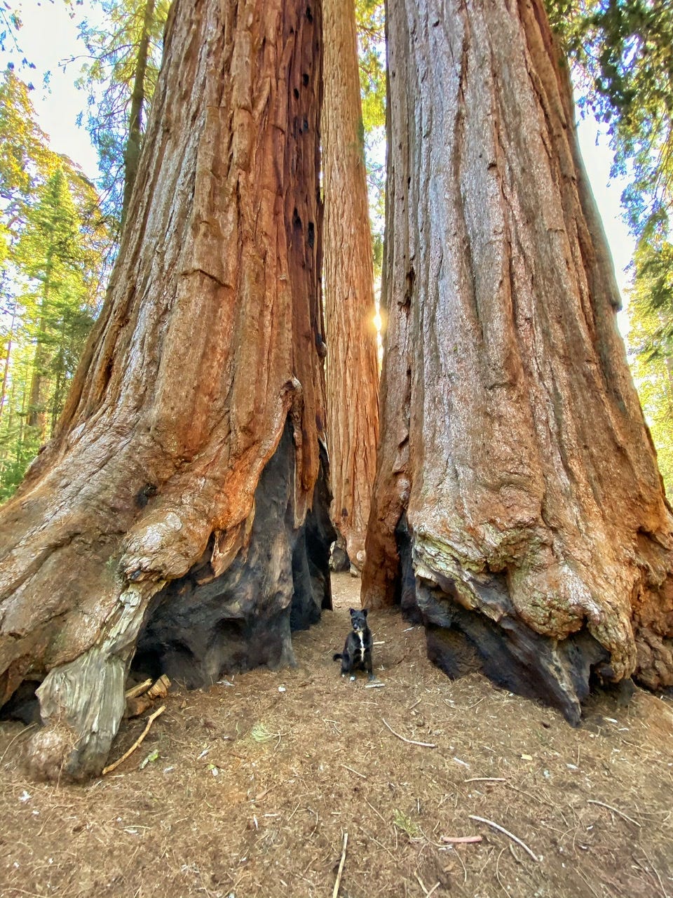 Postcards from the Road: Sequoia National Park