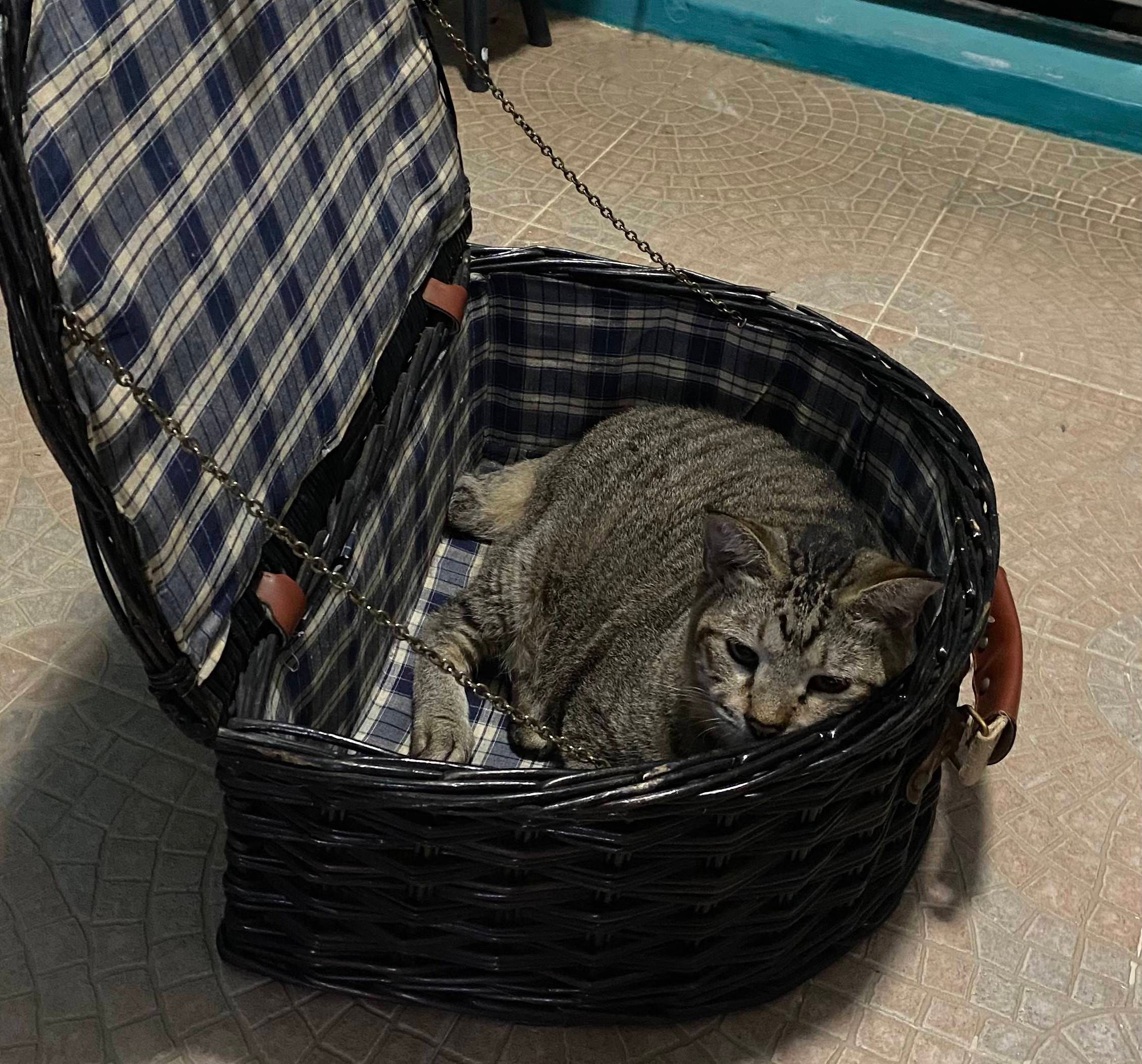 dr. mike dey - Bitchington