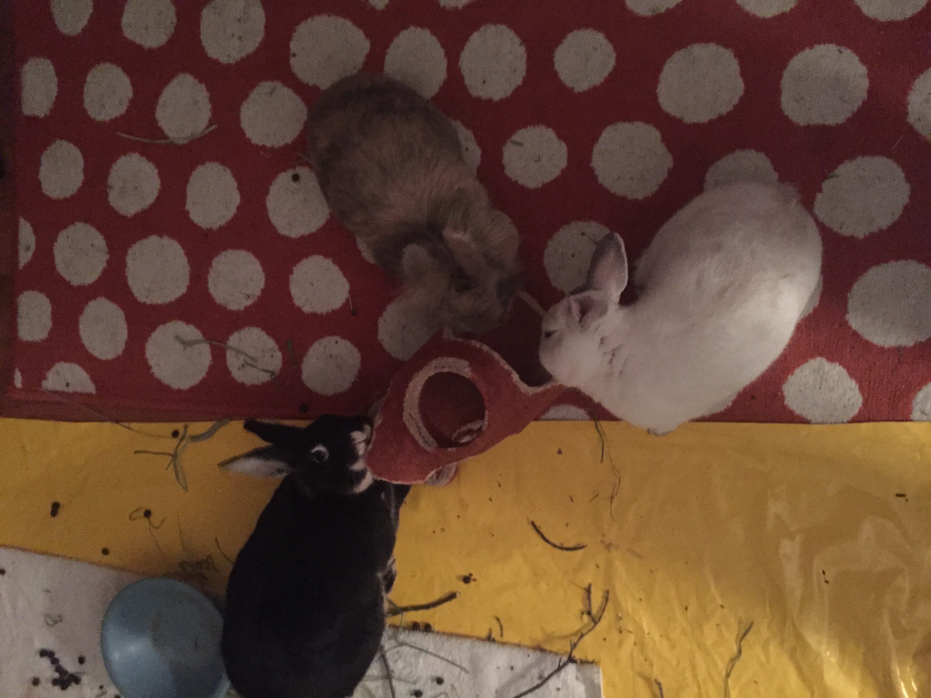 Chapter 22 Things Are A Little Better - by Bibi Farber