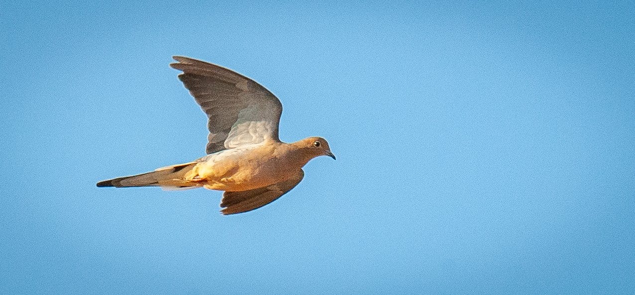 First Shots Of Fall: An Introduction to Dove Hunting