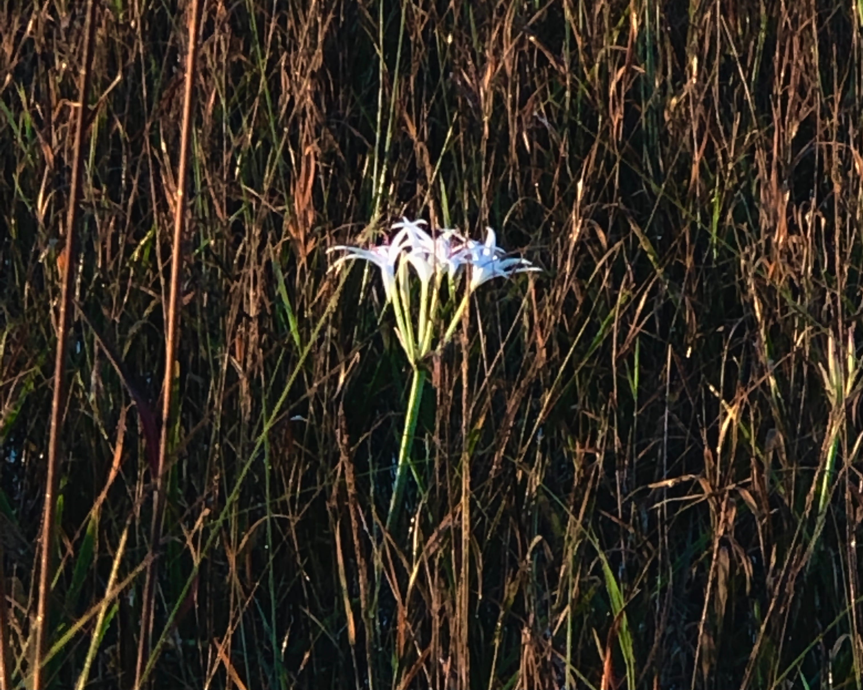 rage is a way to remember the self. - by nadia wolff