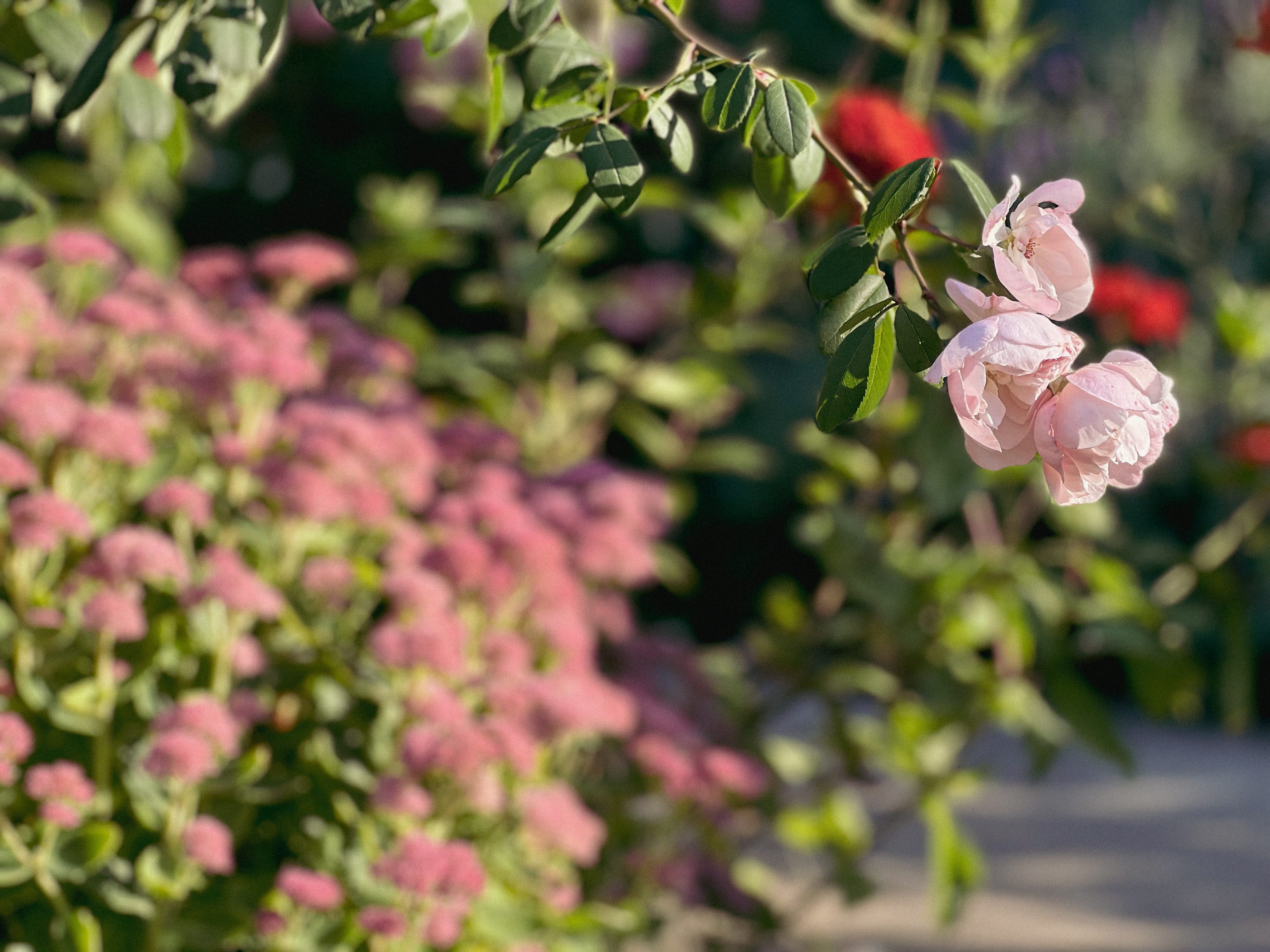 Meditation 014 | Late Roses - Fog Chaser