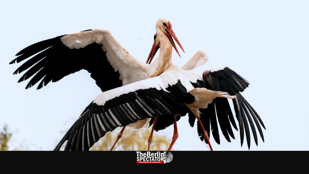Germany: First Storks Show Up in Brandenburg