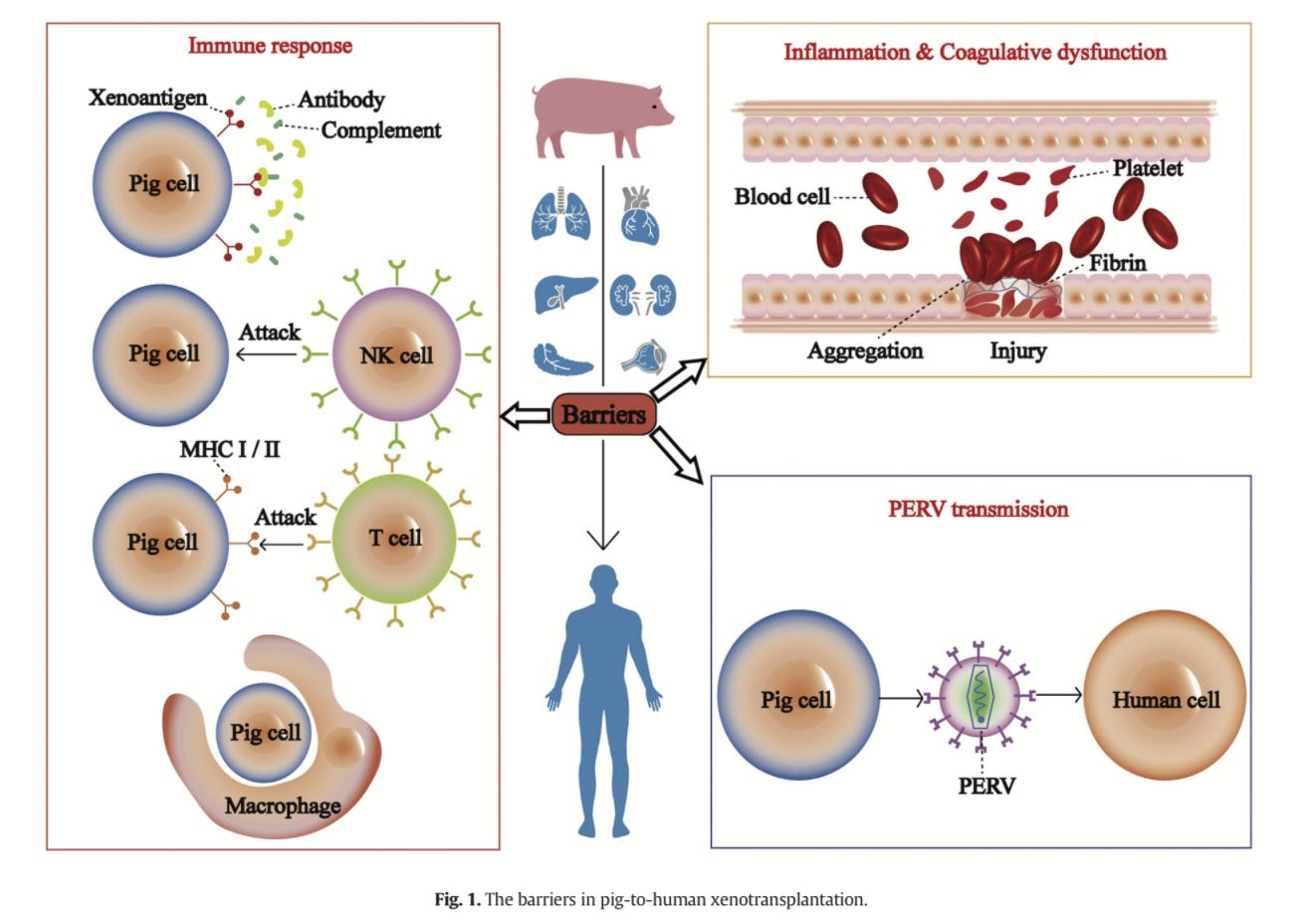 A Dramatic Advance in Organ Transplantation