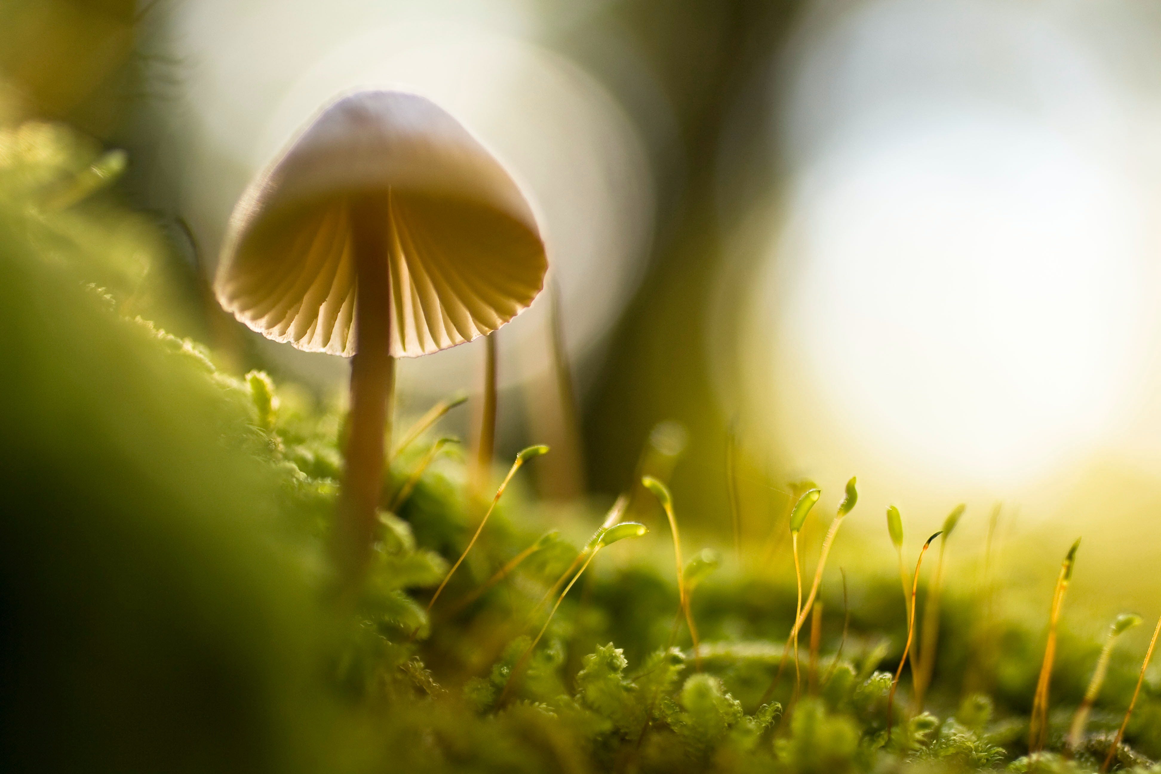 The Magical World of Fungi - Friends of Bentley Wood