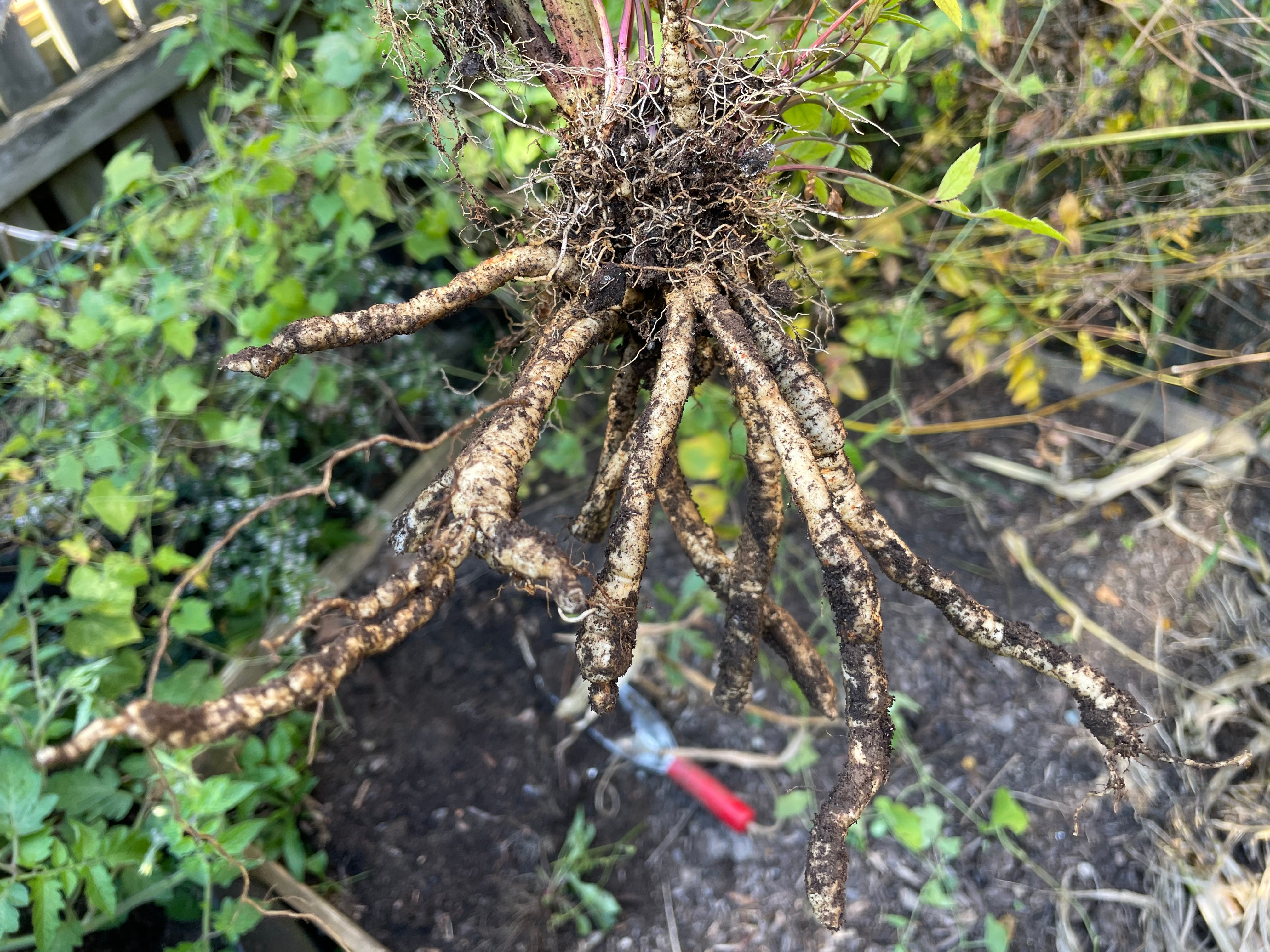 Meet Some Obscure Roots - by Boaz Frankel - Rootbound