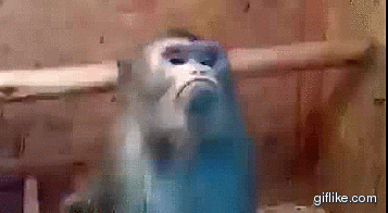 Applause Gif Animated Ape