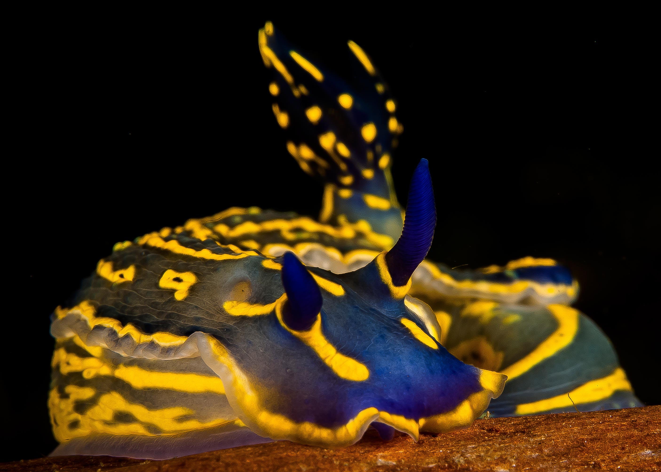 Nudibranchs: The Jewels of the Sea - Ocean Pulse