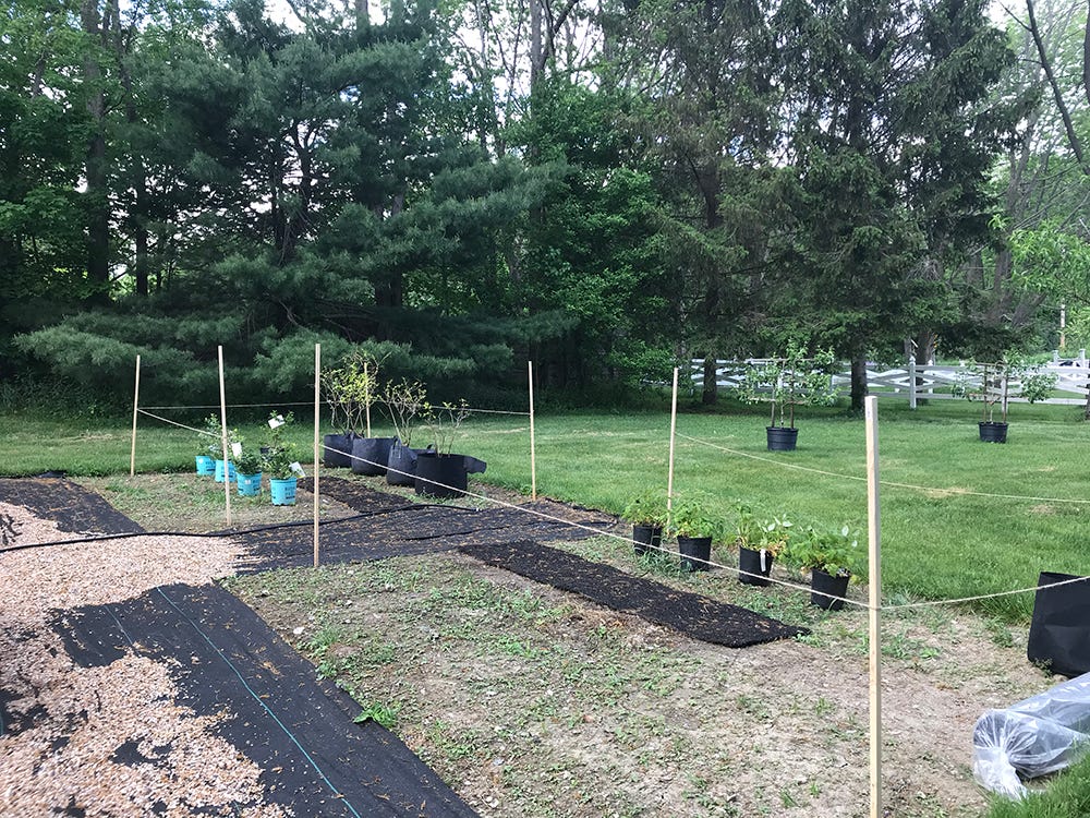 The Sad Garden, Part 2 - by J. M. Elliott - Glenshee