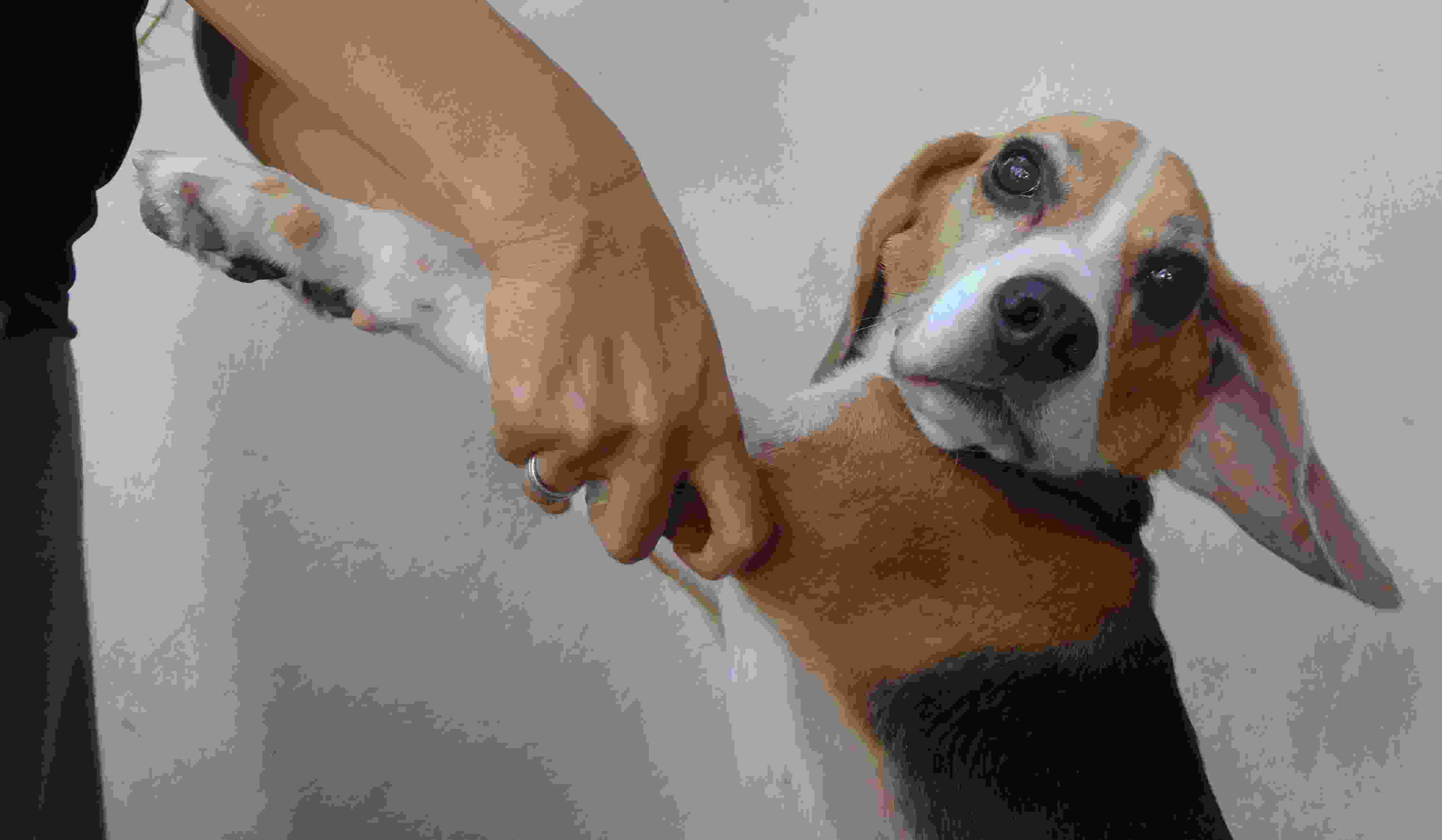 HOW TO LIFT A DOG - by Vox Canibus - Vox’s Newsletter