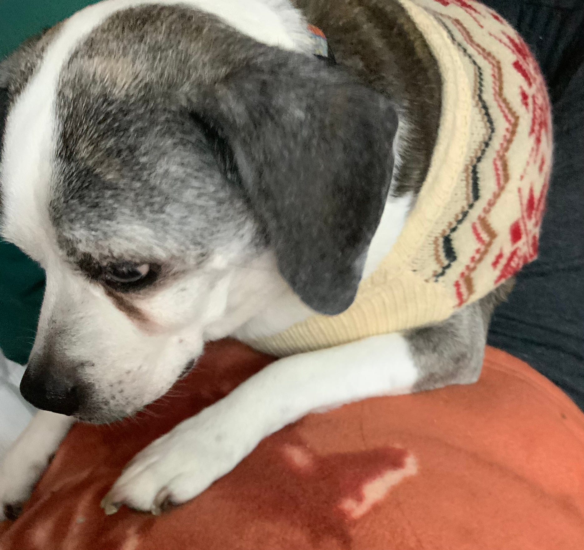 Judith’s Substack subscriber chat