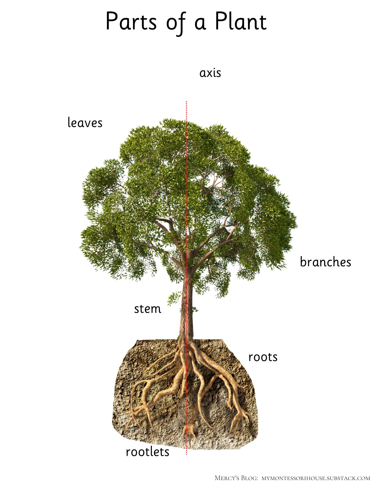 Parts of a Plant - by Mercy - My Montessori House