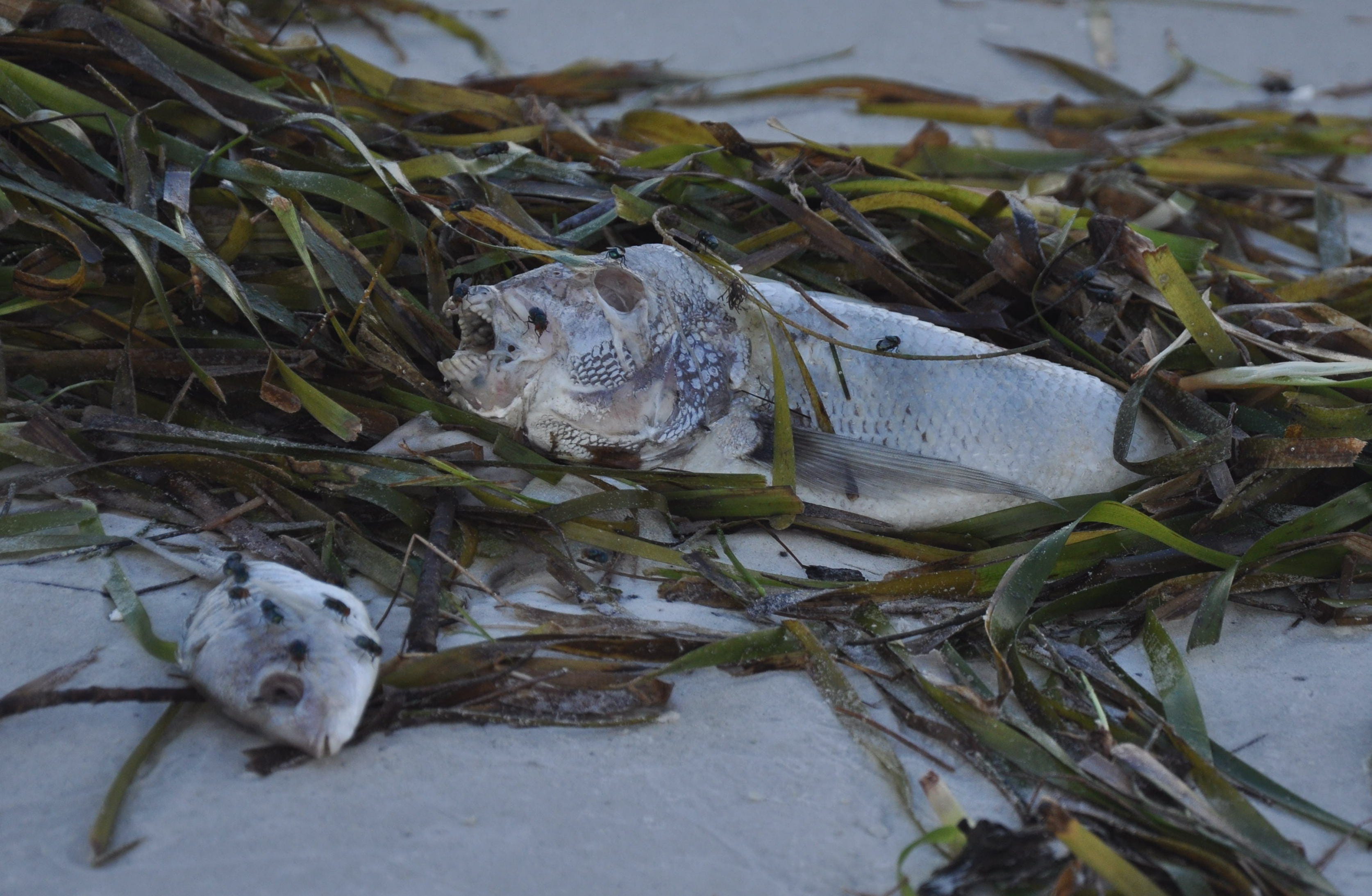 Dead fish do not lie. Anna Maria Island is sick with red tide