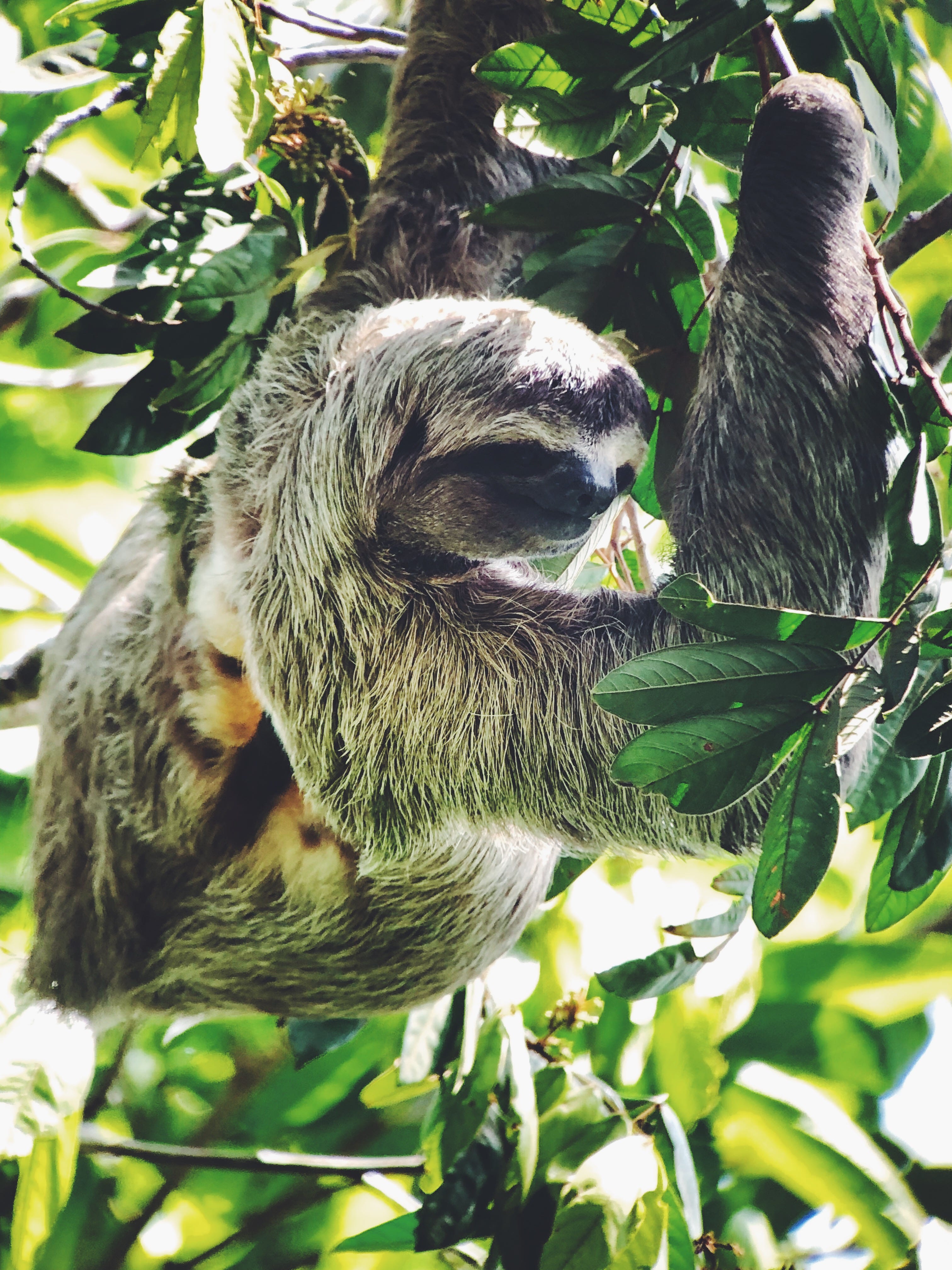 Spotting Sloths & Seeing God