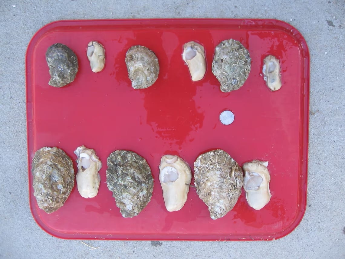 Triploidy Among Shellfish - by Linda Chen - aquablurb