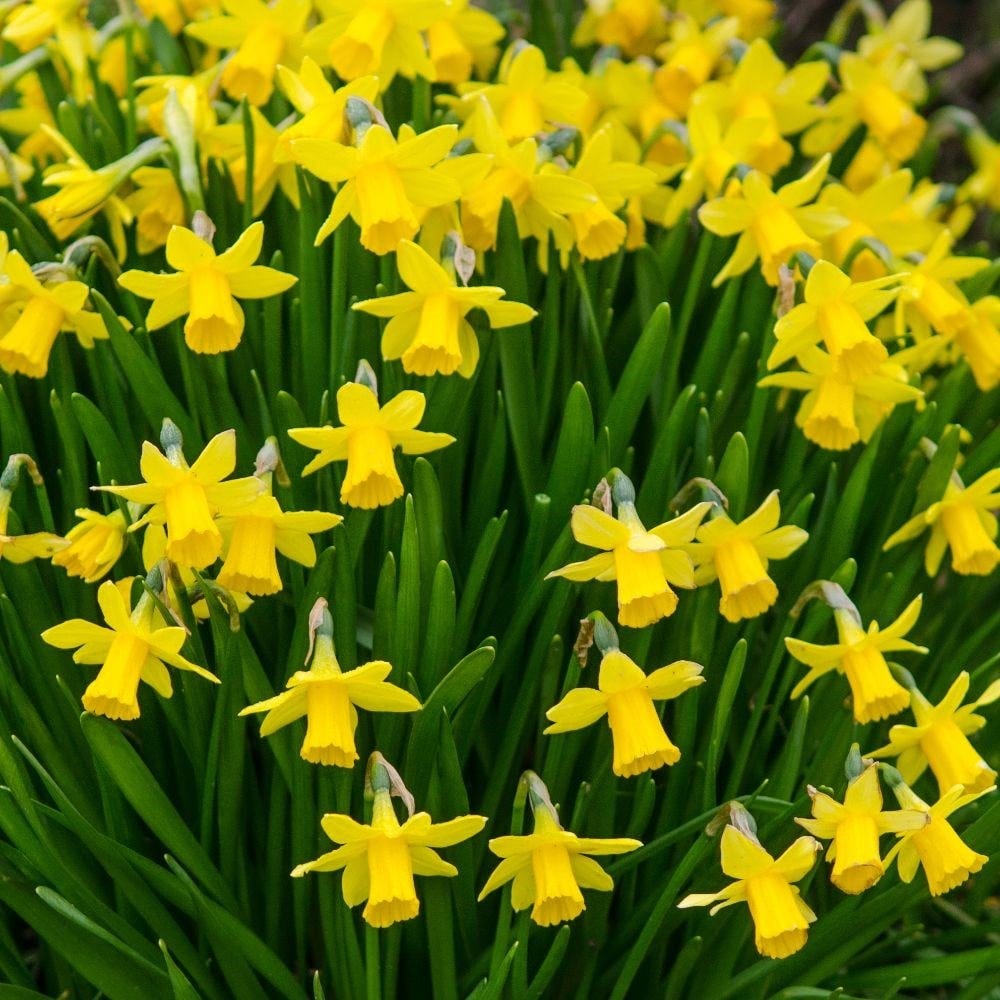 VIDEO: 4 ways to brighten up February - by Katy Gardener