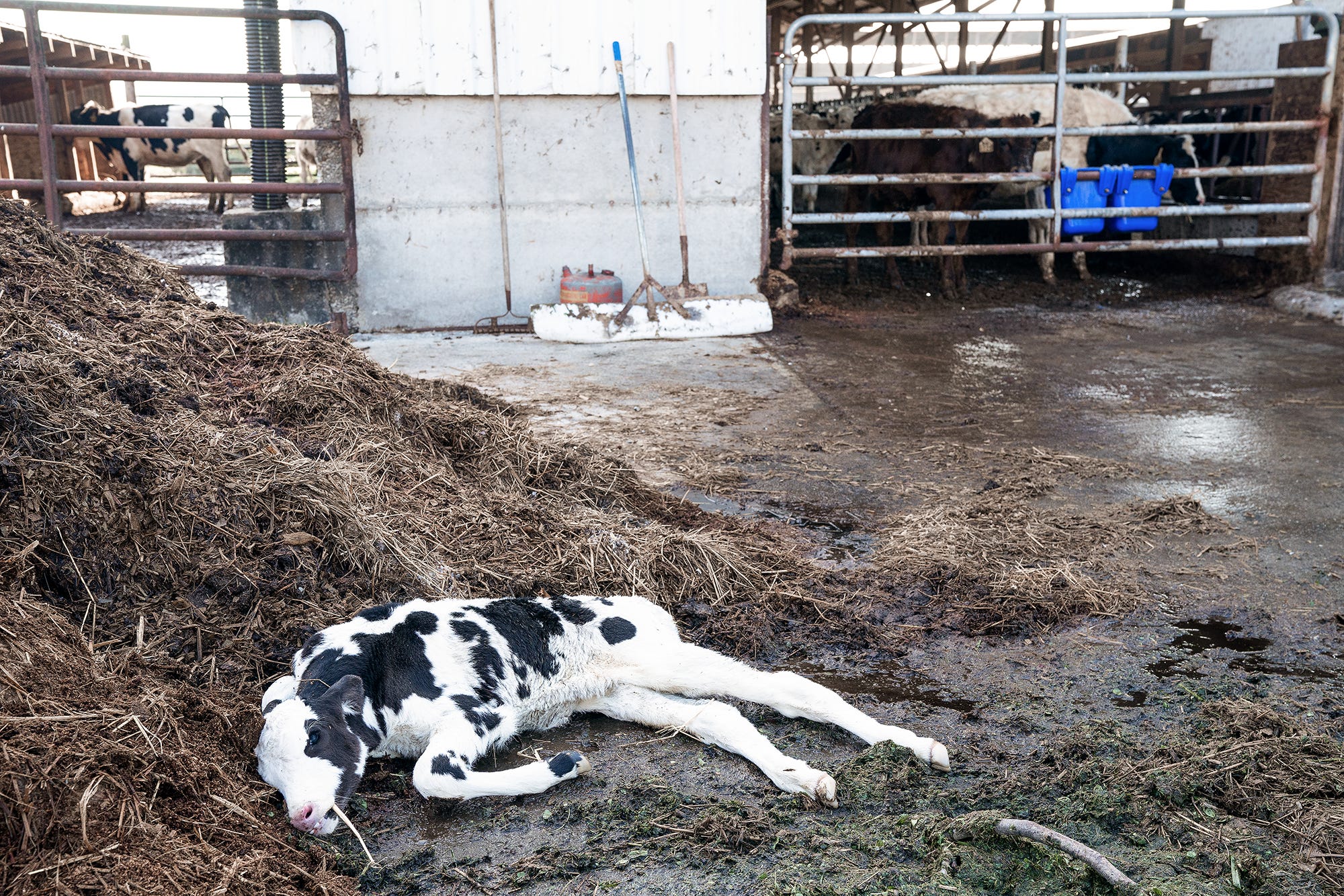 The Dumbest Thing I Believed In To Date: Humane Meat