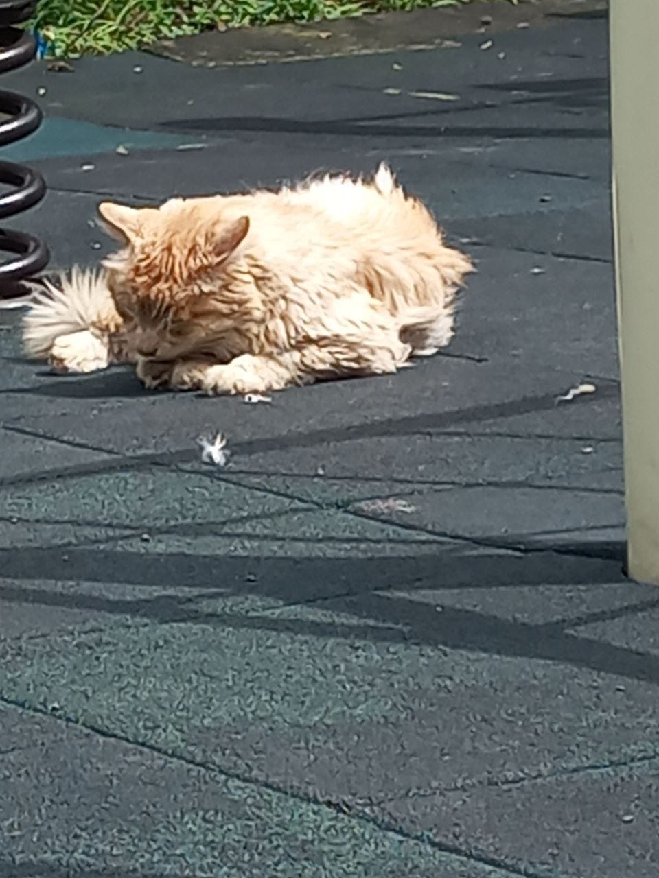 Cat on a playground - by Lord Mariamawit - Malaised-Mary