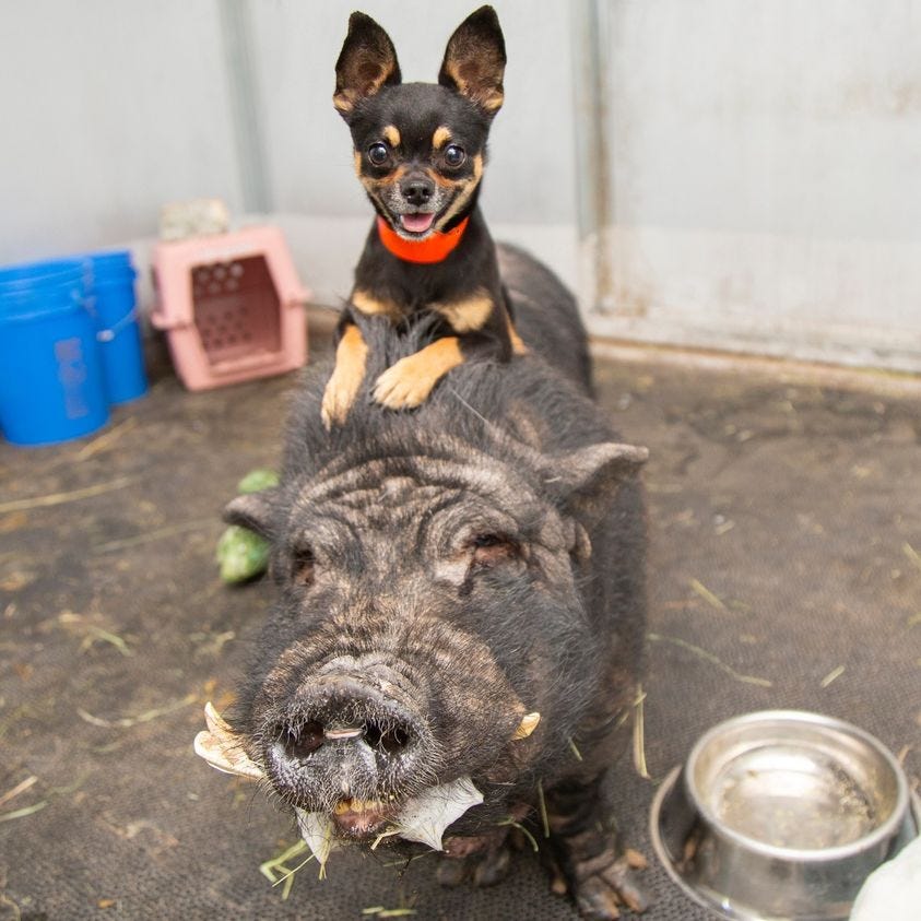 Bestiale #48 - by Leonardo Mazzeo - Bestiale