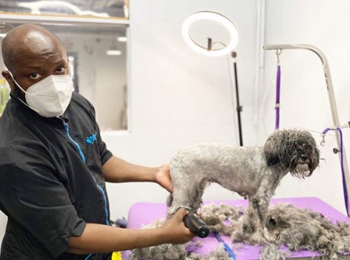 ‘Dogfather of Harlem’ is grooming pets for free