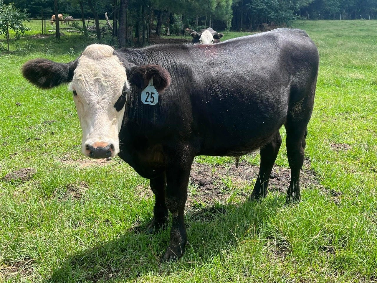 How To Eat Beef Forever - by Bowtied Farmer