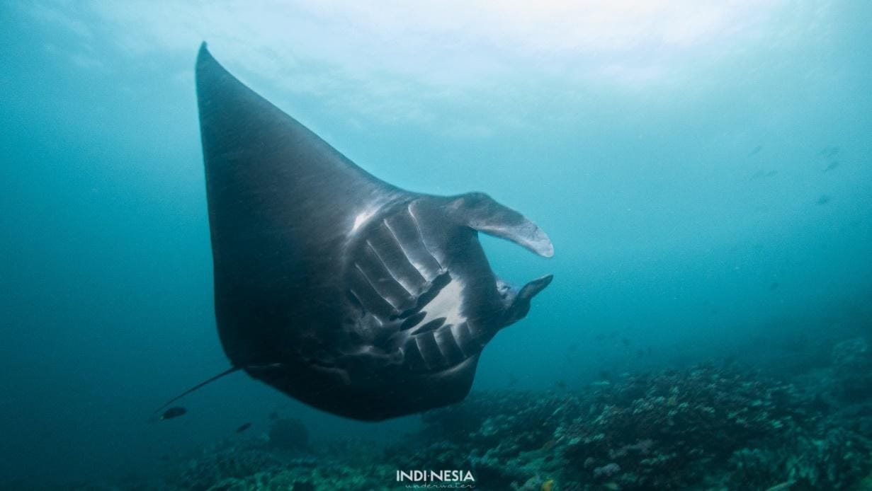 The Sanctuary of Manta Rays: Komodo National Park