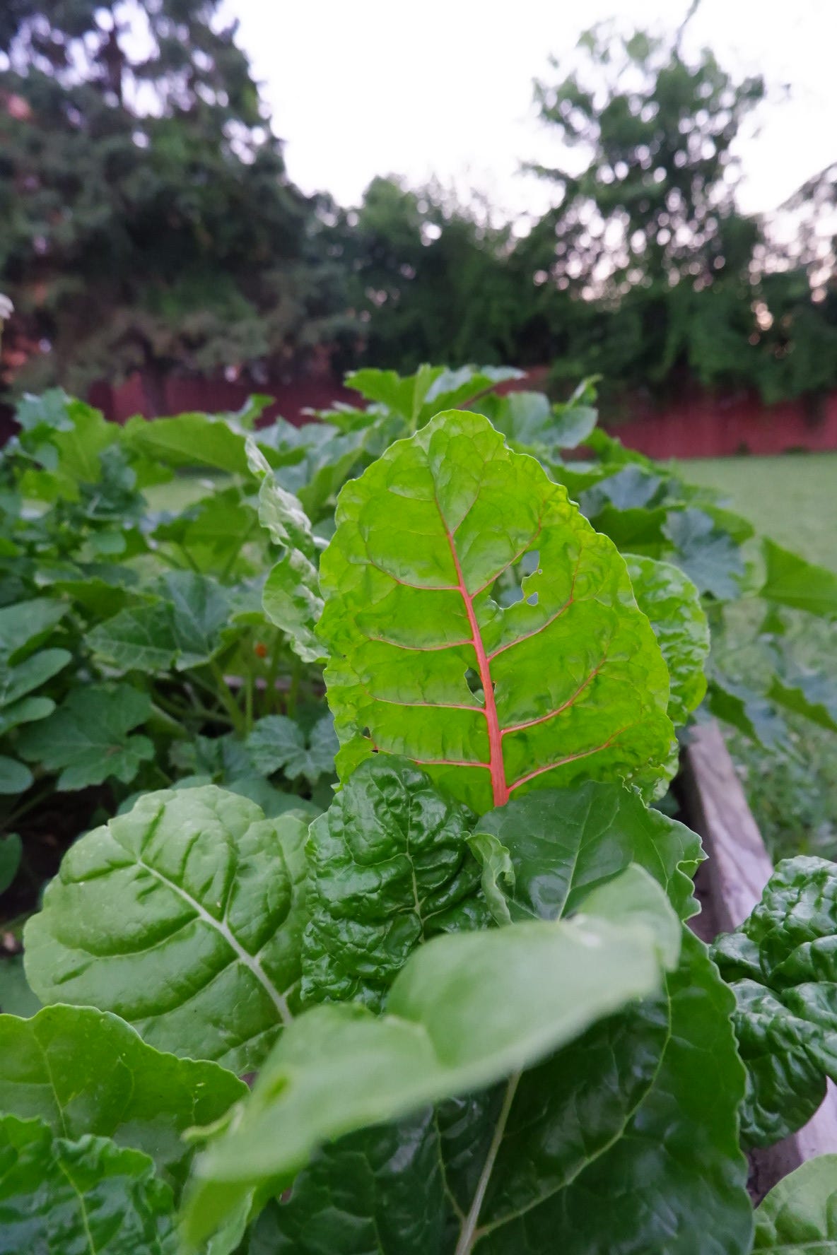 In Praise of Inconvenient Things - by Sanna King