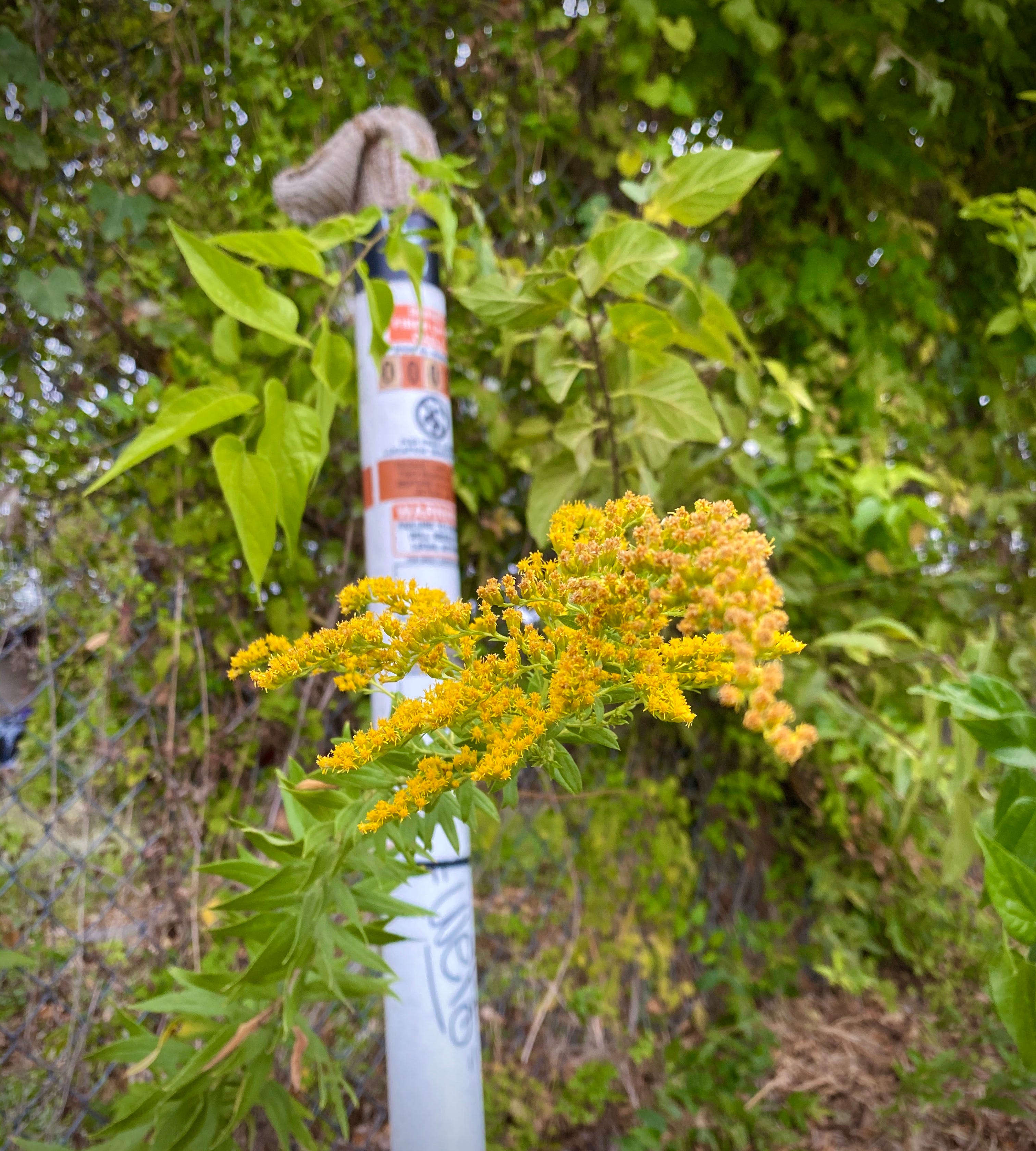 Upzoning the Conquista - by Christopher Brown - Field Notes