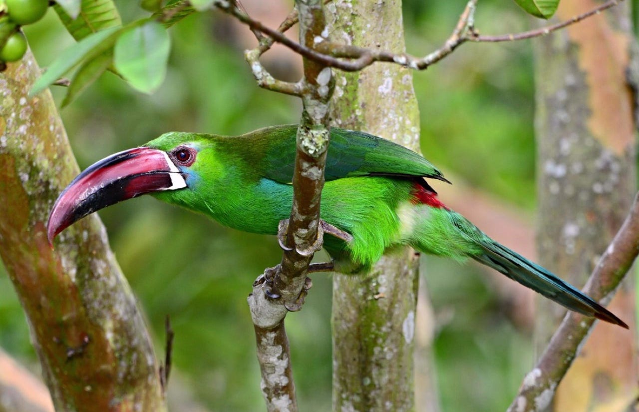 Bird of the Week: Even More Toucans! - by Jack Mirkinson