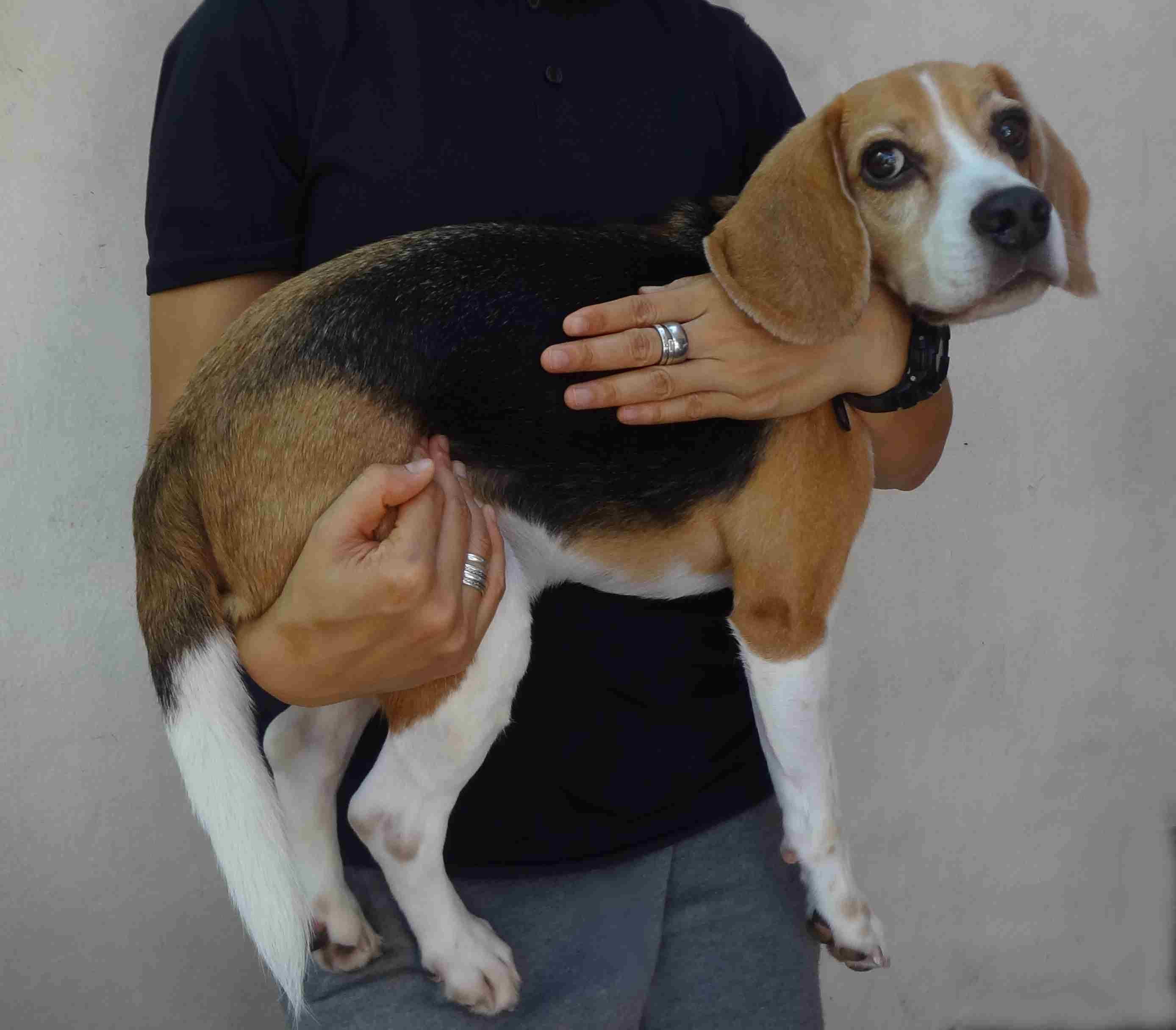 HOW TO LIFT A DOG - by Vox Canibus - Vox’s Newsletter