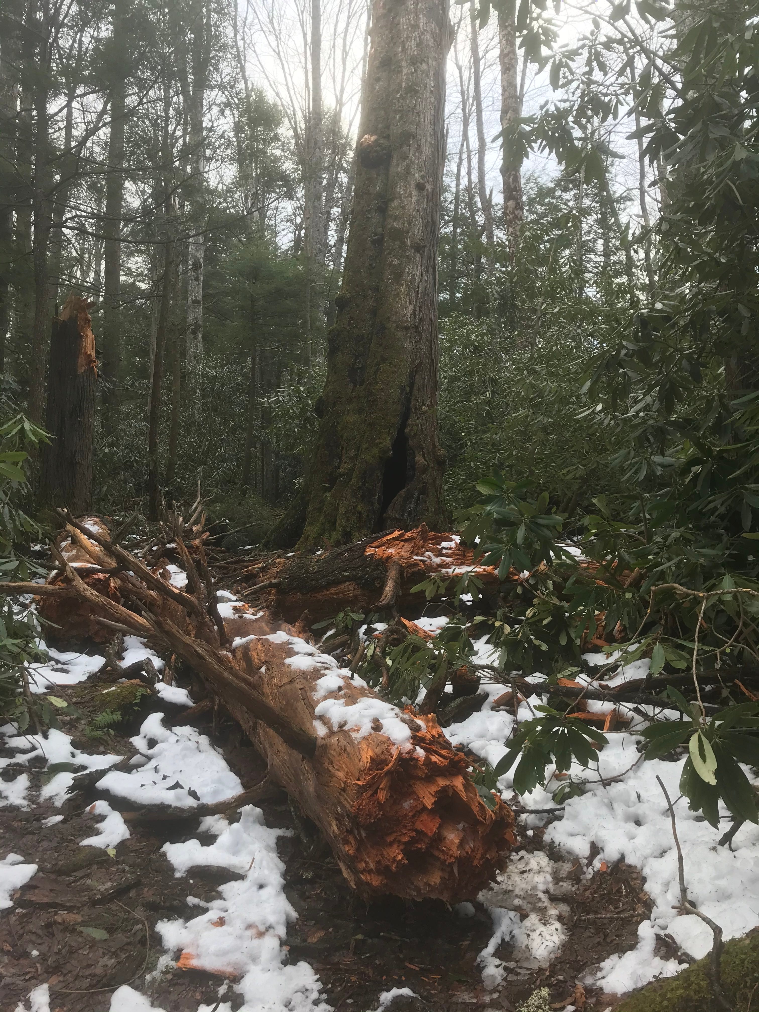 Albright Grove - by Boyce Upholt - southlands