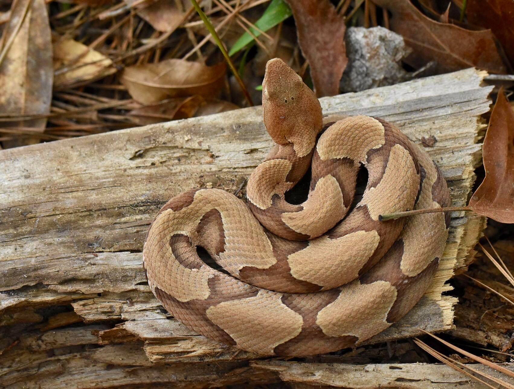 Top TEN: Snake encounter tips - by Eric Braun