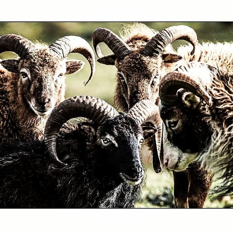 Smaller-scale Rewilding Can Save The Planet - by LettsGroup