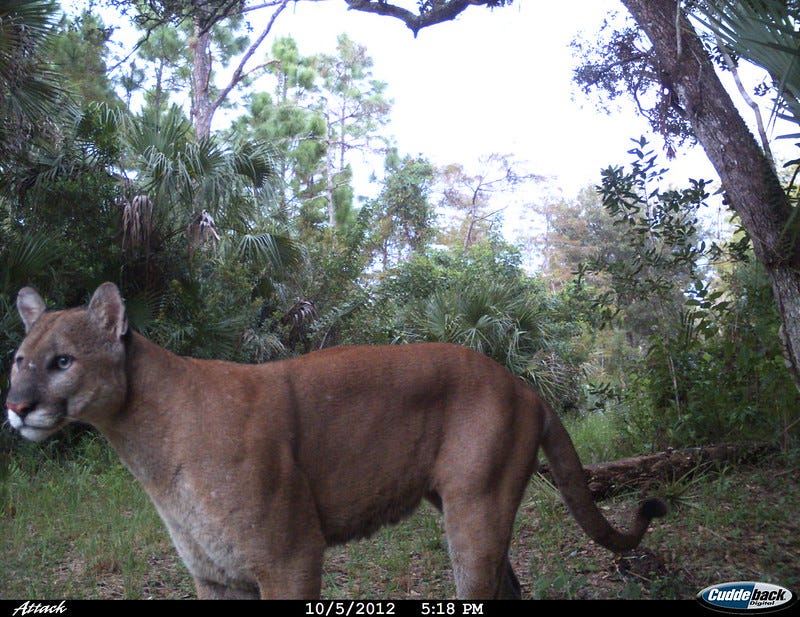 Field Guide: Florida panther - by Boyce Upholt - southlands