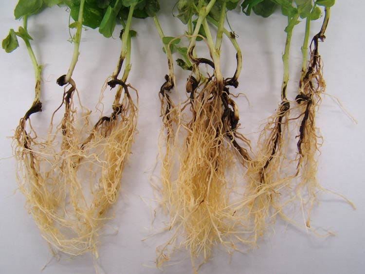 Water Roots vs. Soil Roots? - The Happy Planters