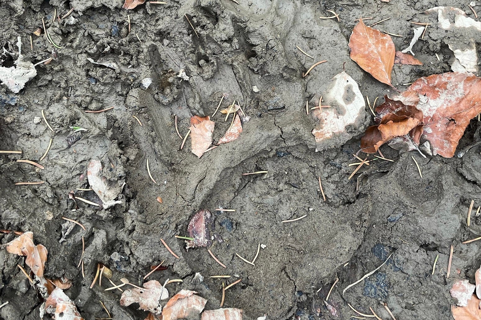 Tracking Bears through the Carpathian Mountains