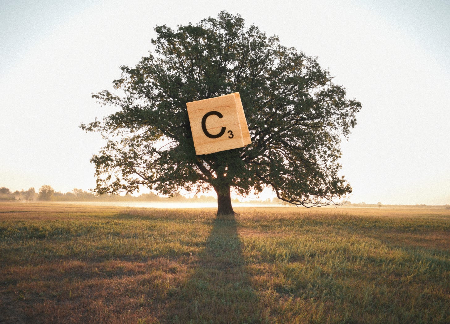 Contentment vs complacency - Mikel's Alphabet Soup