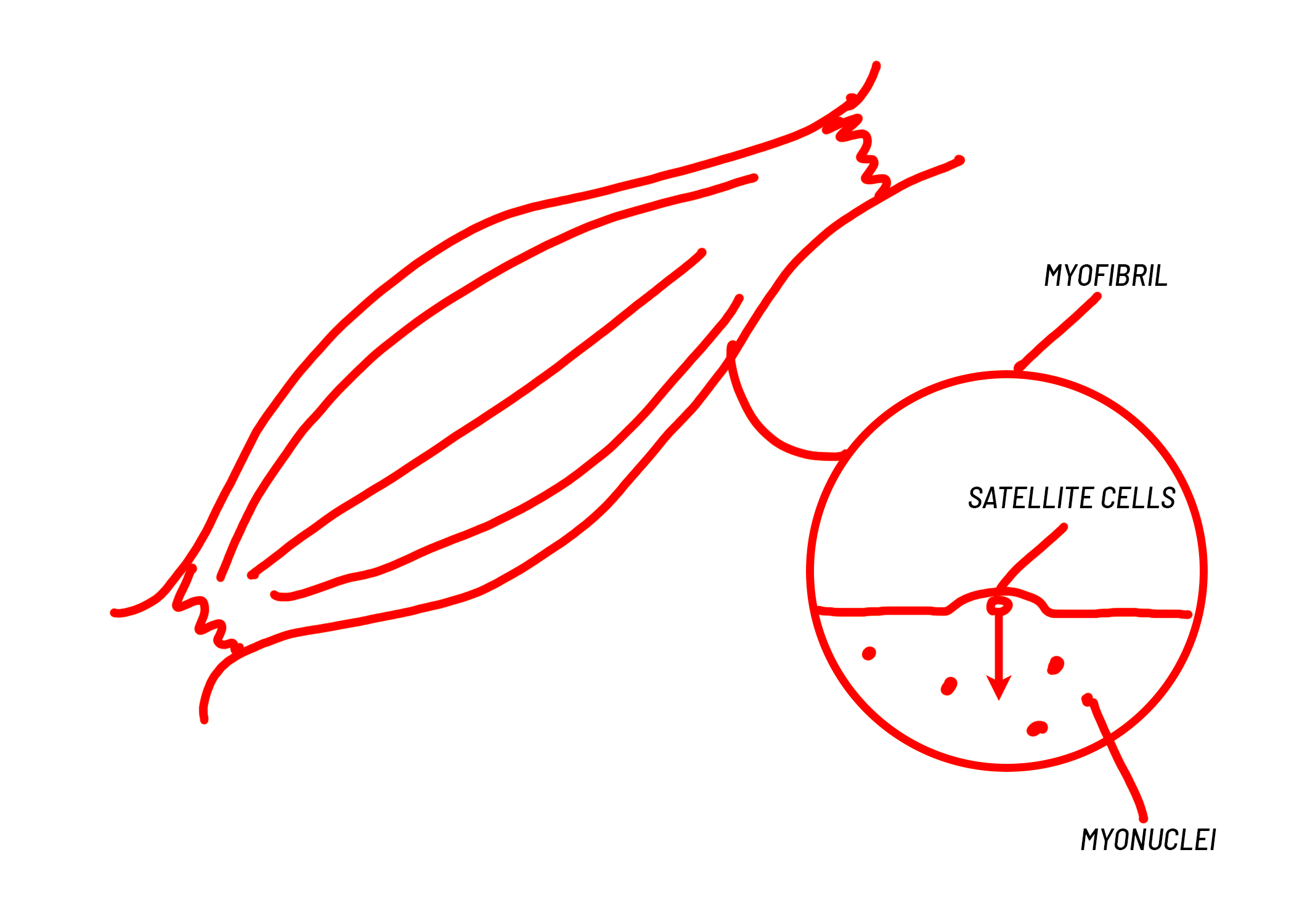 What Hidilyn Diaz’s Inspiring Olympic Story Tells Us About Muscle Memory